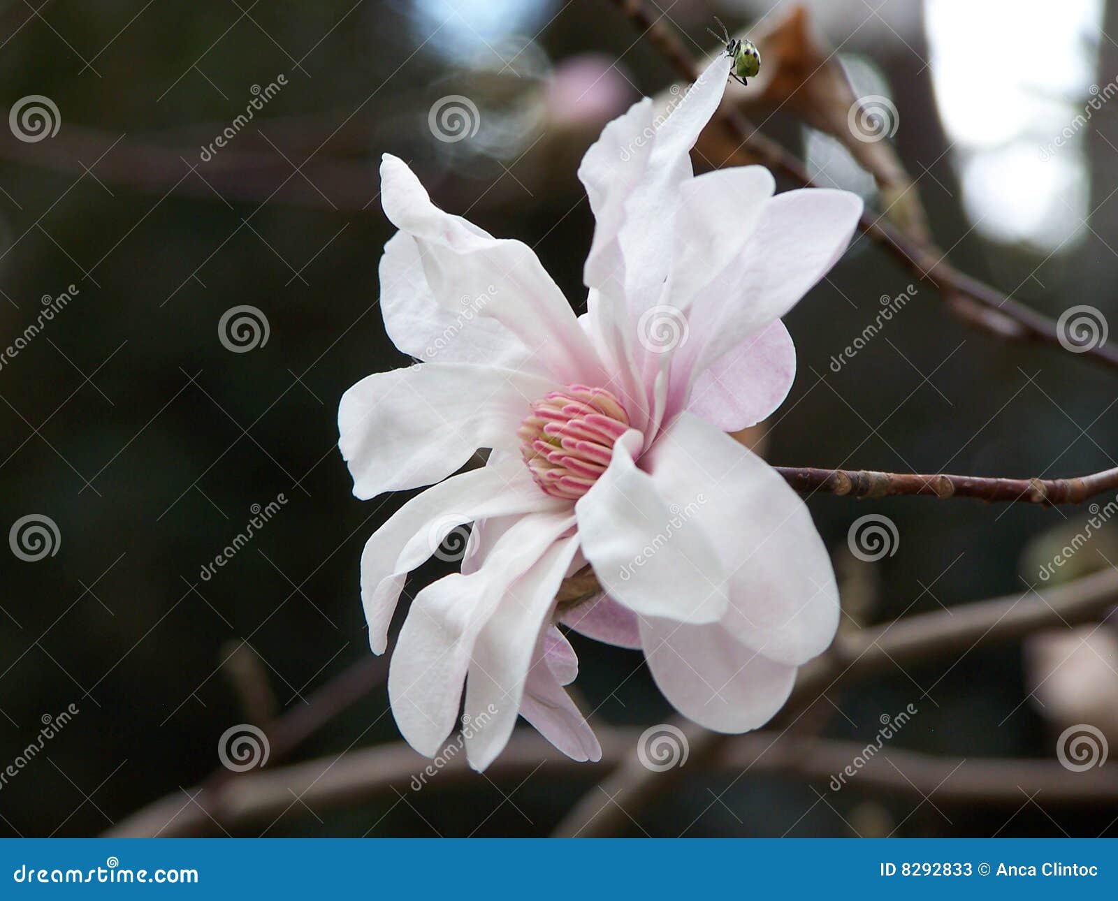 Fiore della magnolia immagine stock. Immagine di bianco - 8292833