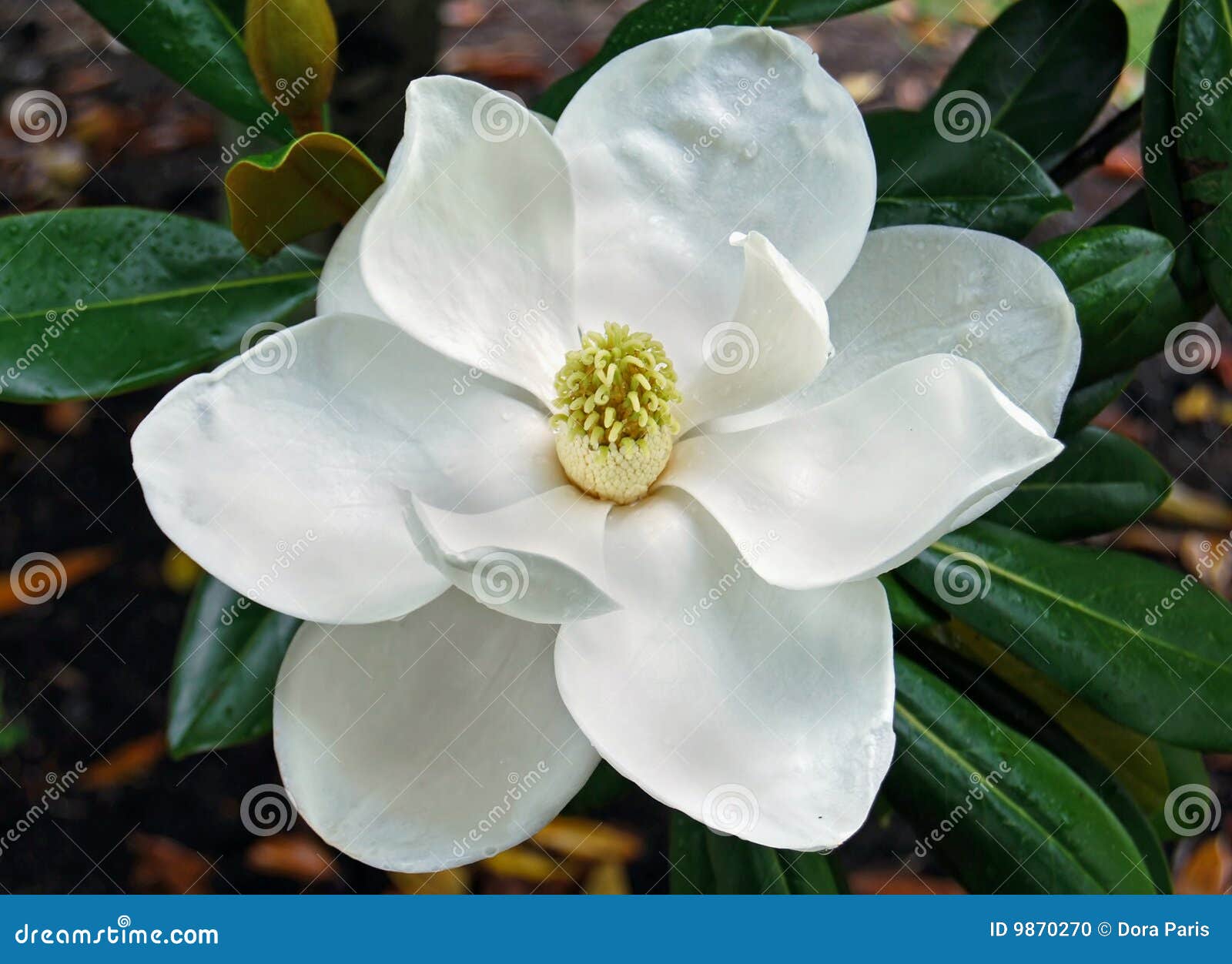 Fiore della magnolia fotografia stock. Immagine di fiore - 9870270