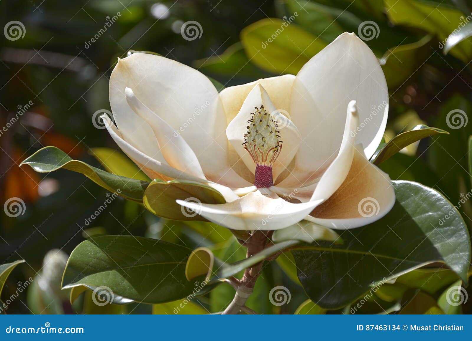 Fiore Della Magnolia Grandiflora Fotografia Stock - Immagine di ...