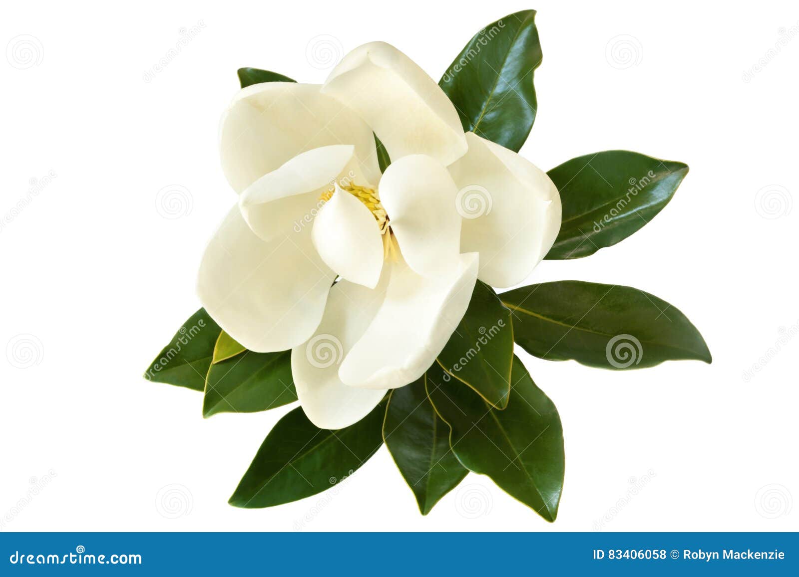 Fiore Della Magnolia Isolato Su Bianco Fotografia Stock - Immagine di ...