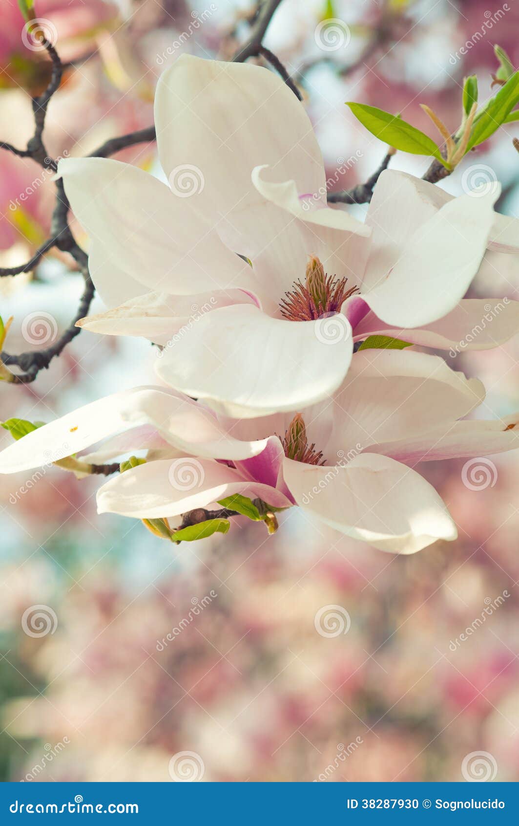 Fiore Della Magnolia Nella Primavera Fotografia Stock - Immagine di ...