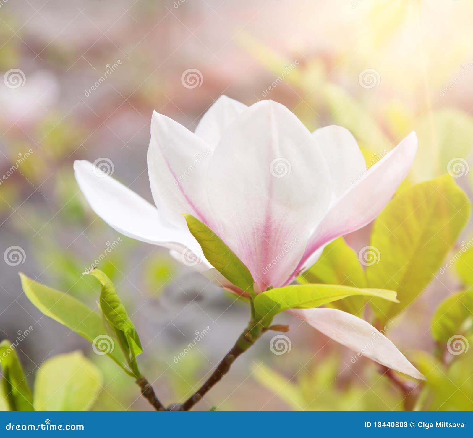 Fiore Della Magnolia in Primavera Fotografia Stock - Immagine di fiore ...