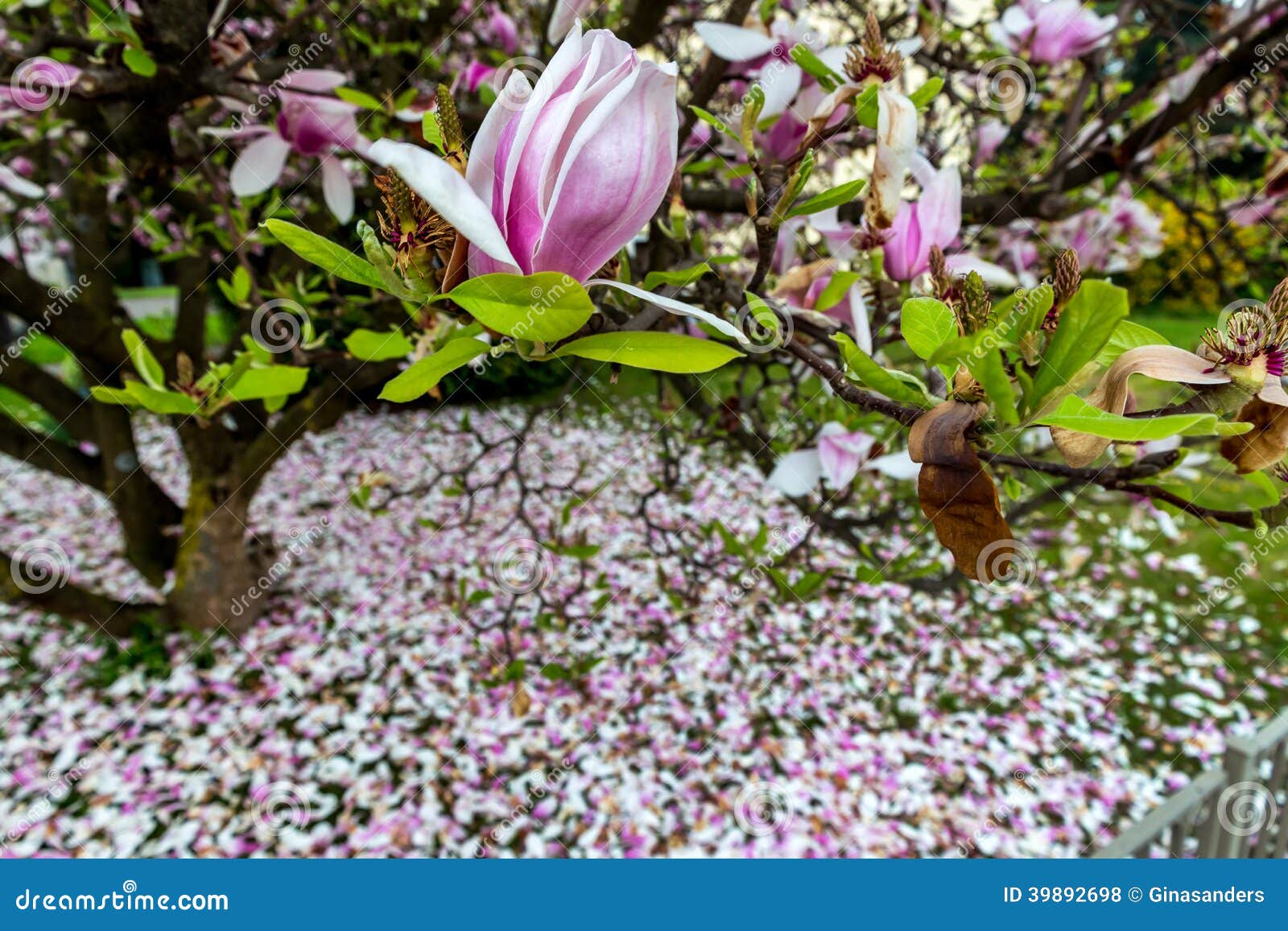 Fiore Della Magnolia in Primavera Fotografia Stock - Immagine di ...