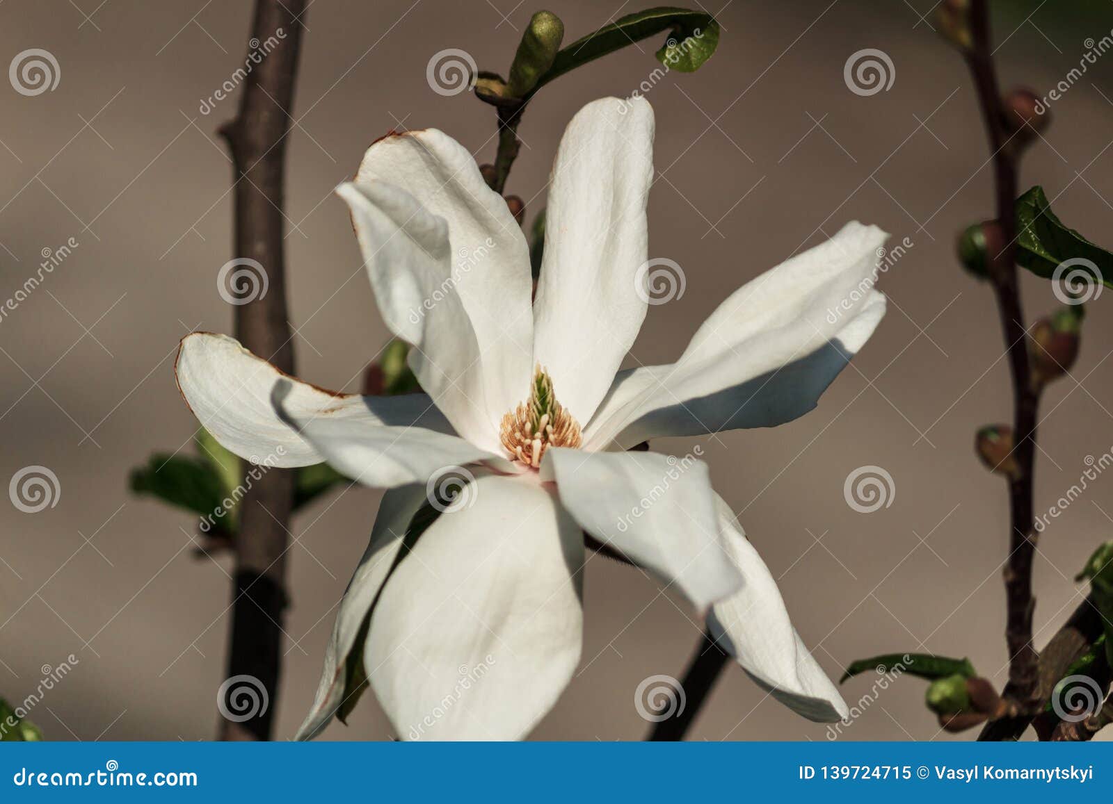 Fiore Della Magnolia Su Un Ramo Immagine Stock - Immagine di vista ...