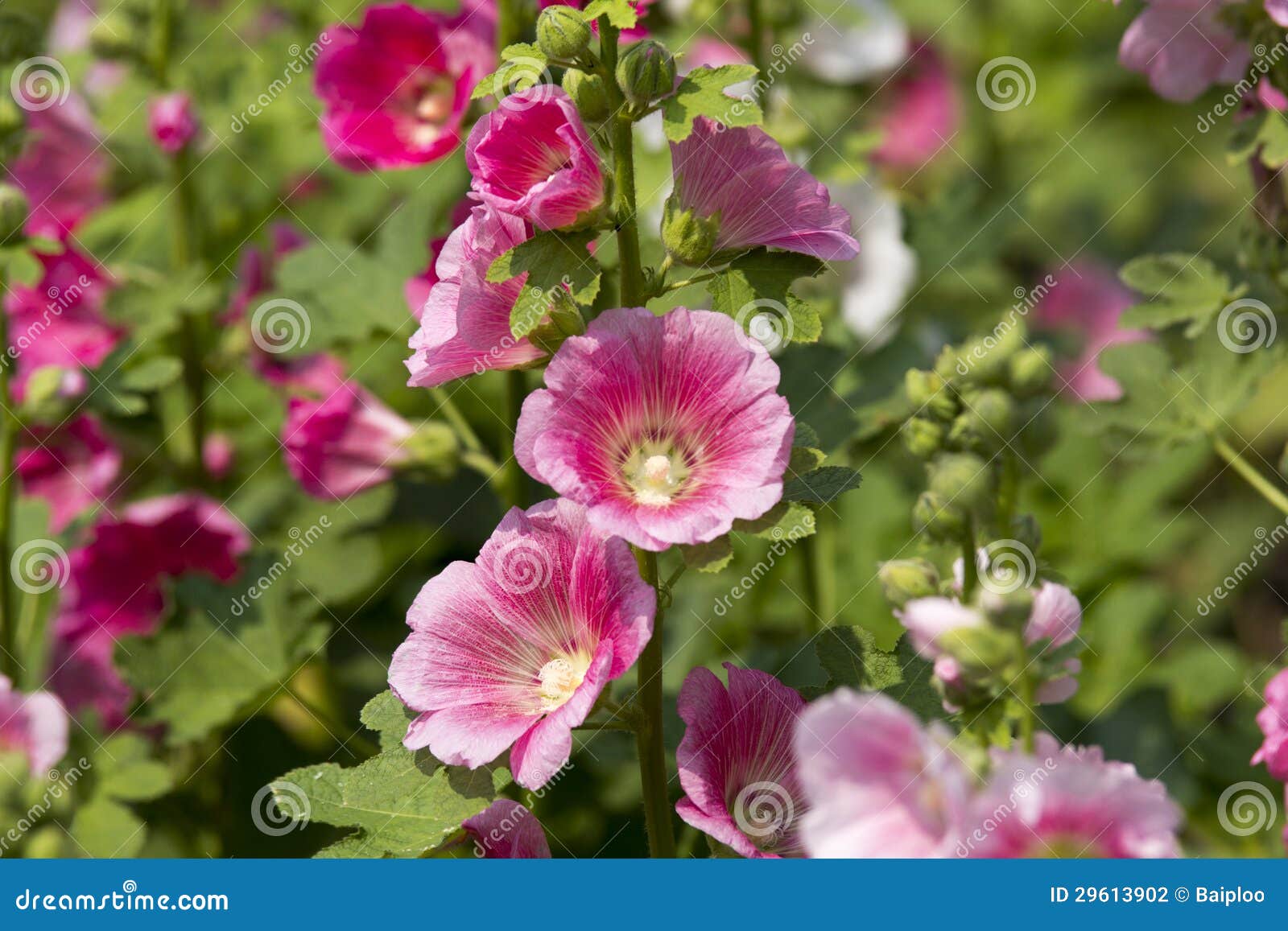 Fiore della malvarosa fotografia stock. Immagine di verde - 29613902