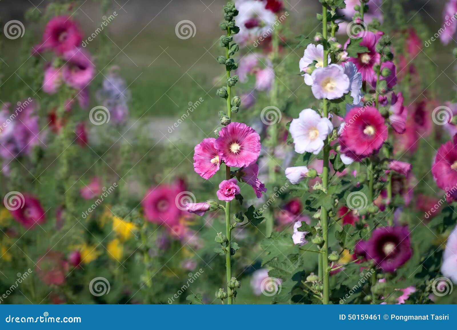 Fiore della malvarosa immagine stock. Immagine di botanico - 50159461