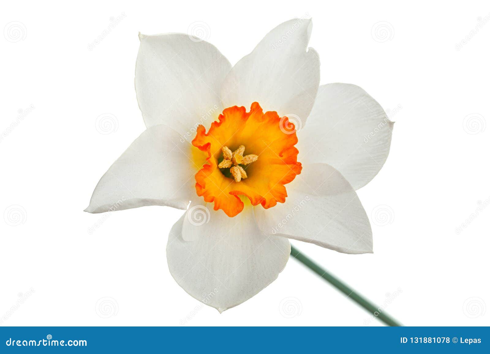 Fiore Della Molla Del Narciso Su Bianco Fotografia Stock - Immagine di ...
