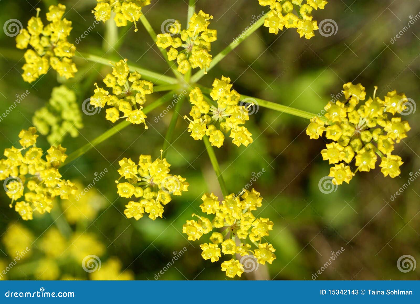 Fiore Della Pastinaca (Pastinaca Sativa) Immagine Stock - Immagine di ...