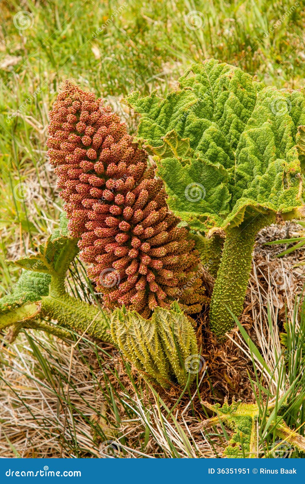 Fiore Della Pianta Di Nalca Immagine Stock - Immagine di punto ...