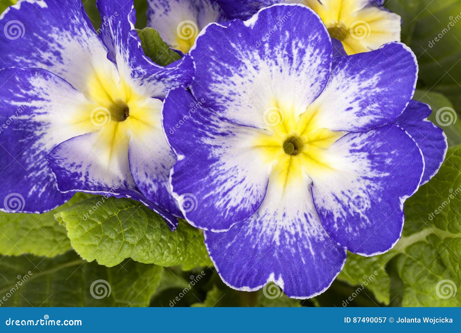 Fiore Della Primavera Della Primula Viola Vulgaris Immagine Stock ...