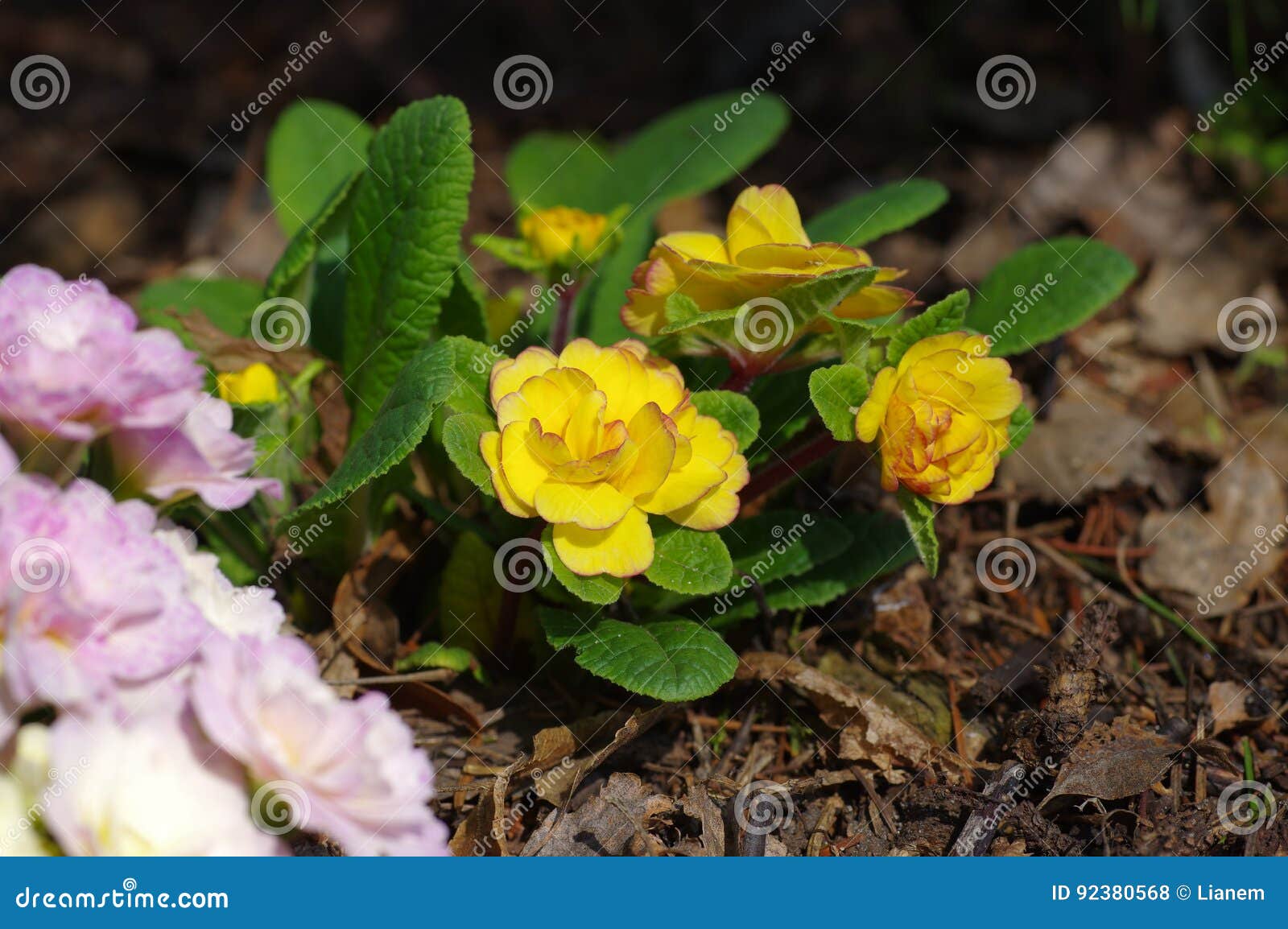 Fiore Della Primaverina in Primavera Fotografia Stock - Immagine di ...
