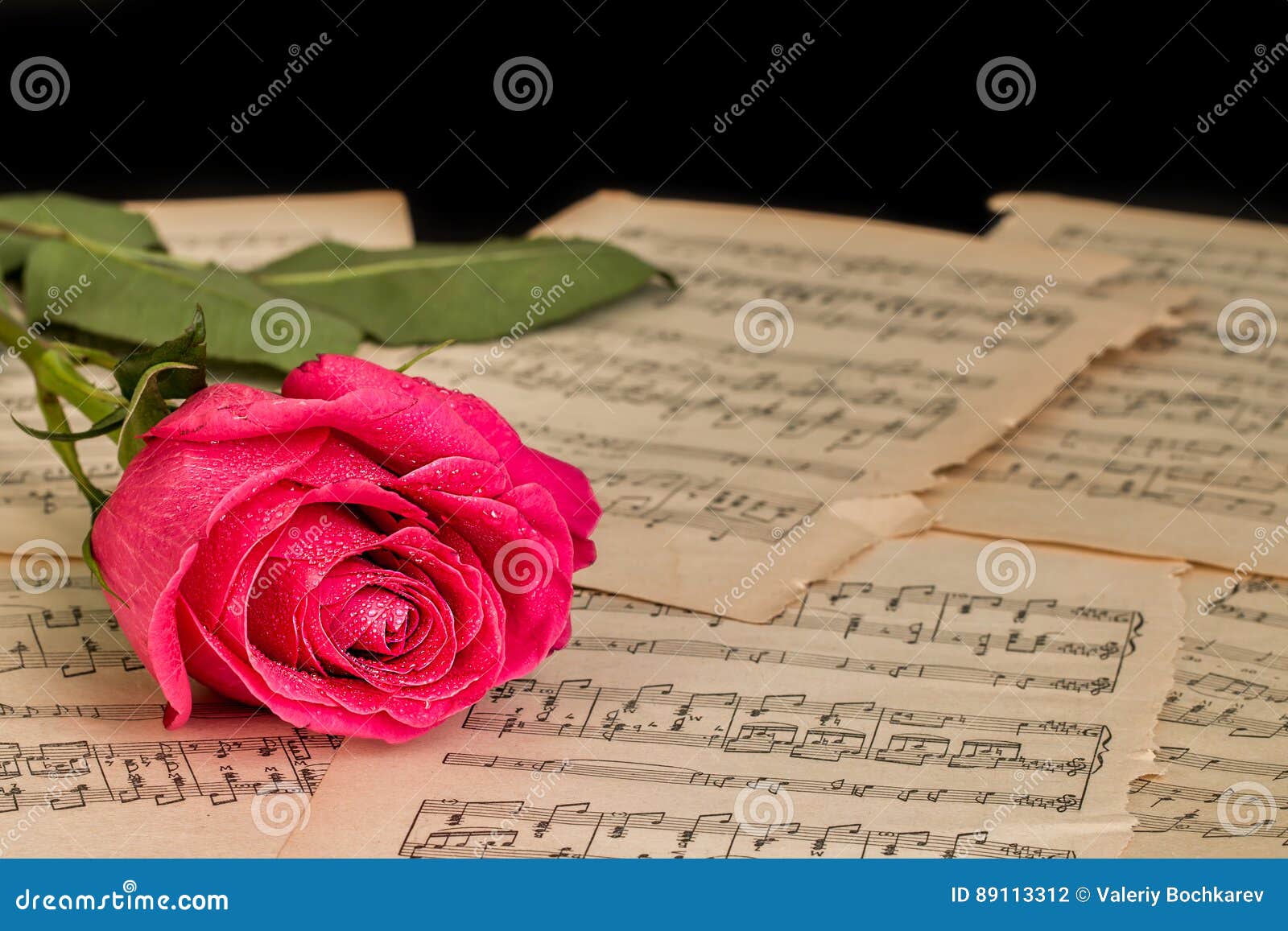 Fiore Della Rosa Rossa E Strato Delle Note Di Musica Fotografia Stock ...