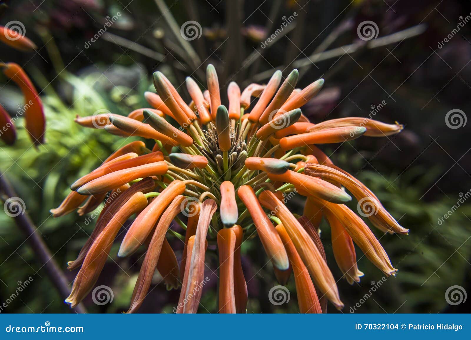 Fiore della vera dell'aloe fotografia stock. Immagine di salute - 70322104