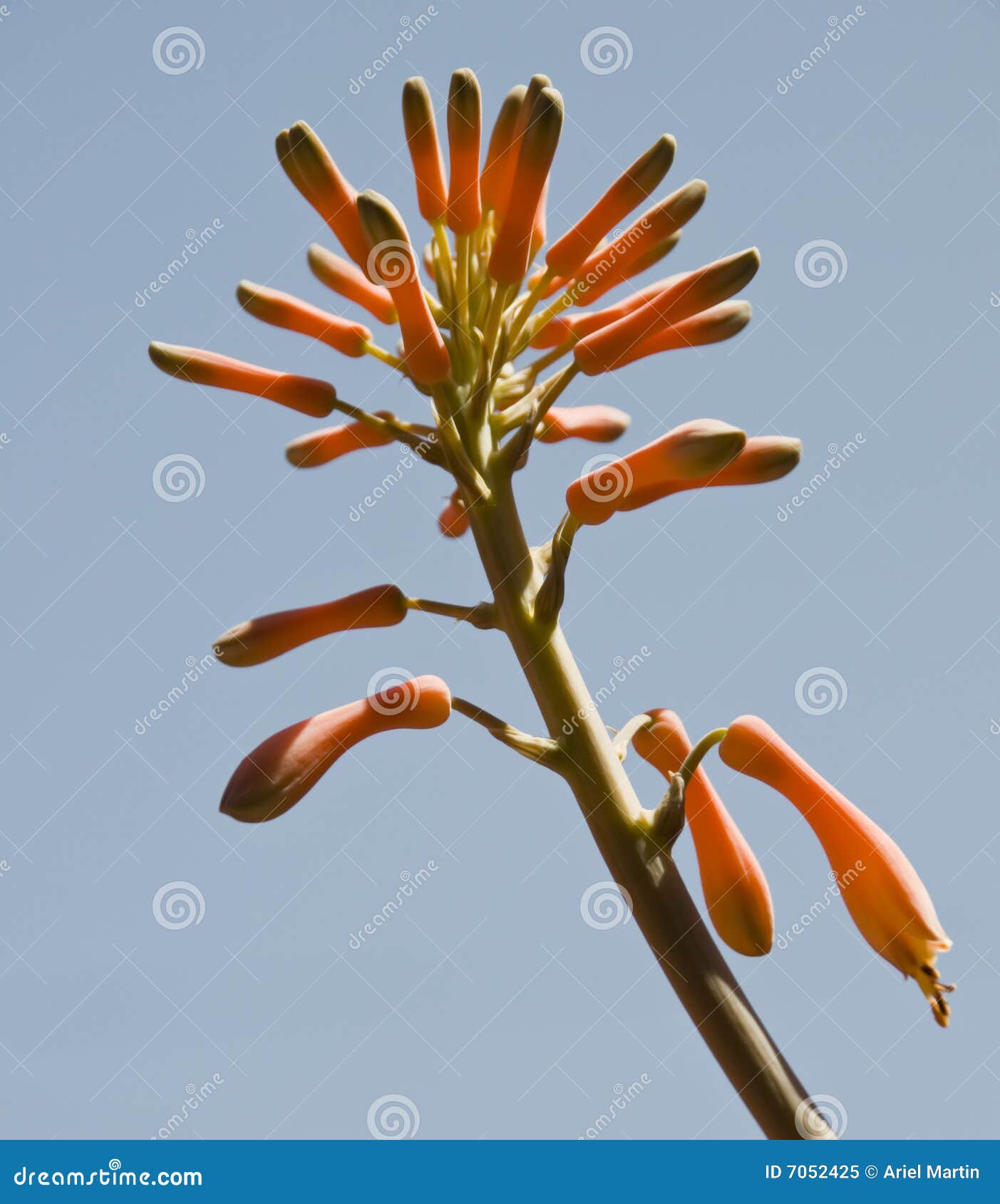 Fiore della vera dell'aloe immagine stock. Immagine di cielo - 7052425