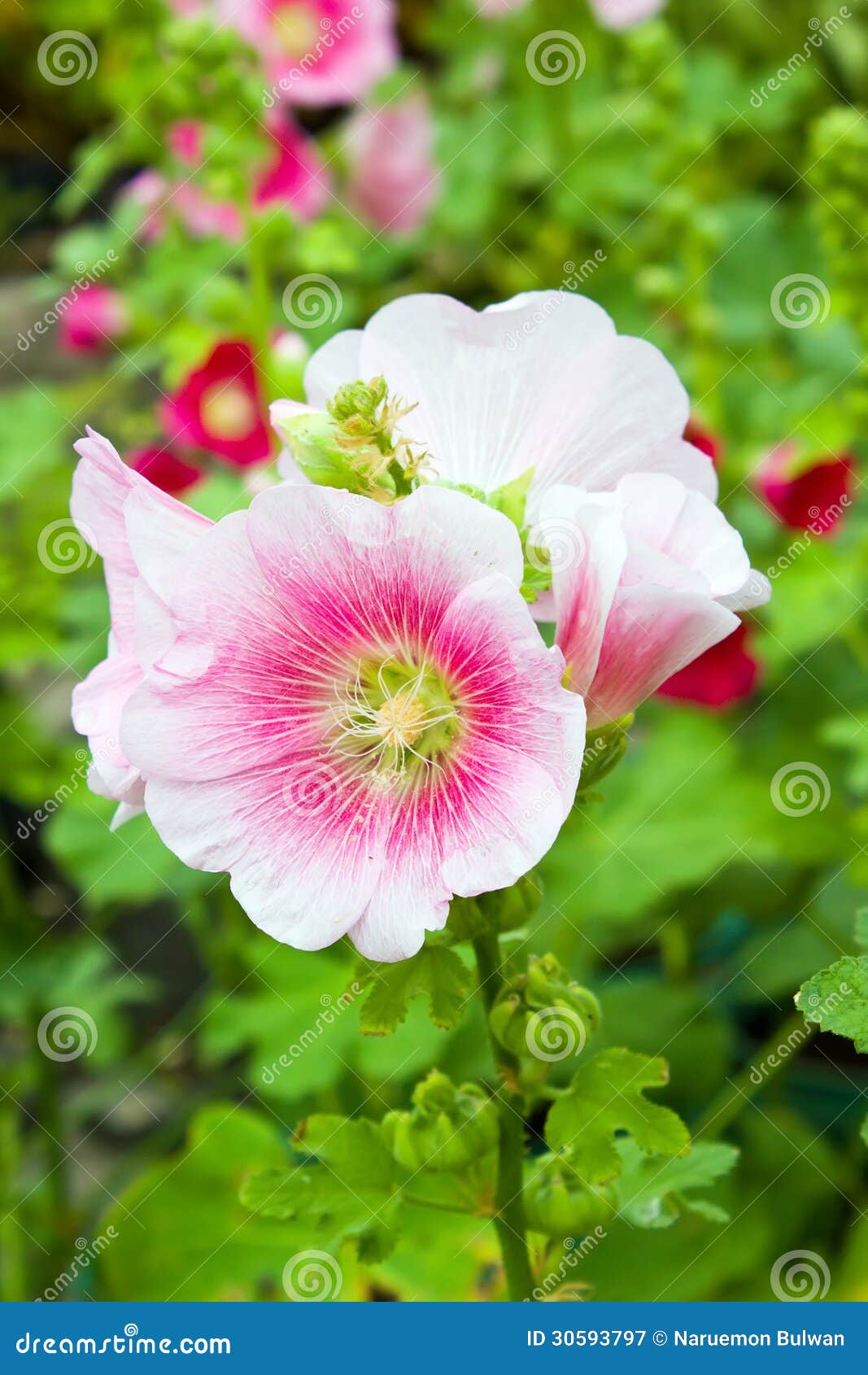 Fiore Delle Malvarosa Nel Giardino Immagine Stock - Immagine di nave ...