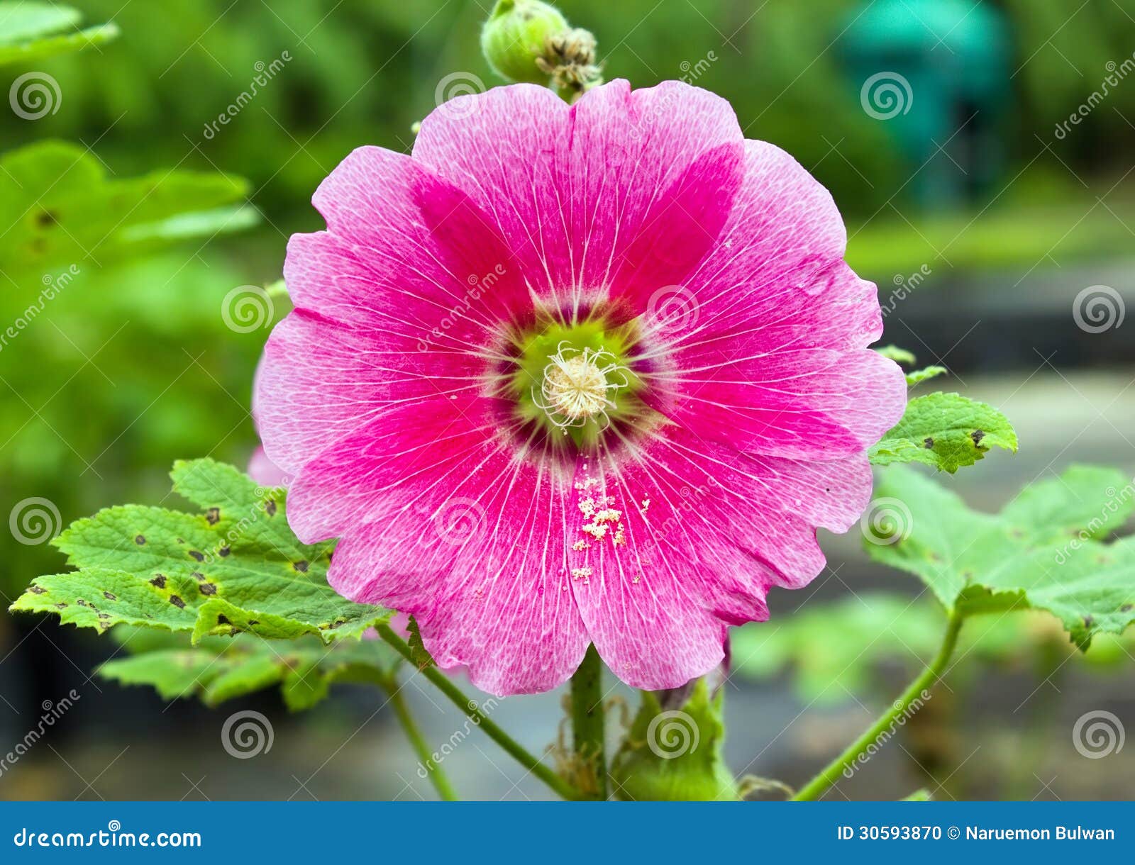 Fiore Delle Malvarosa Nel Giardino Fotografia Stock - Immagine di ...