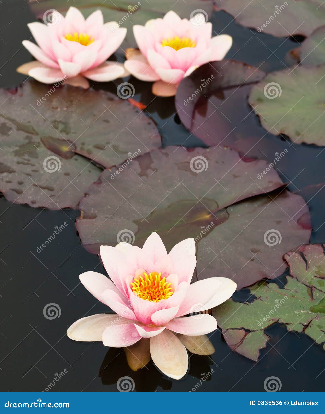 Fiore Dello Stagno Di Lilly Fotografia Stock - Immagine di fogli, bello ...
