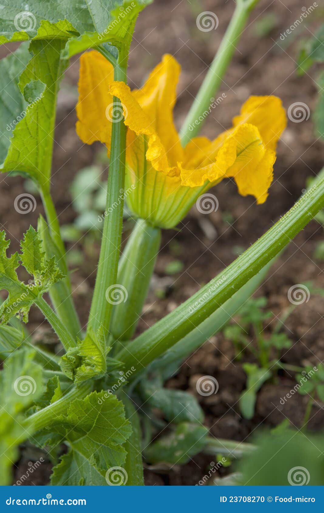 Fiore Dello Zucchini Sulla Pianta Nell'orto Fotografia Stock - Immagine ...