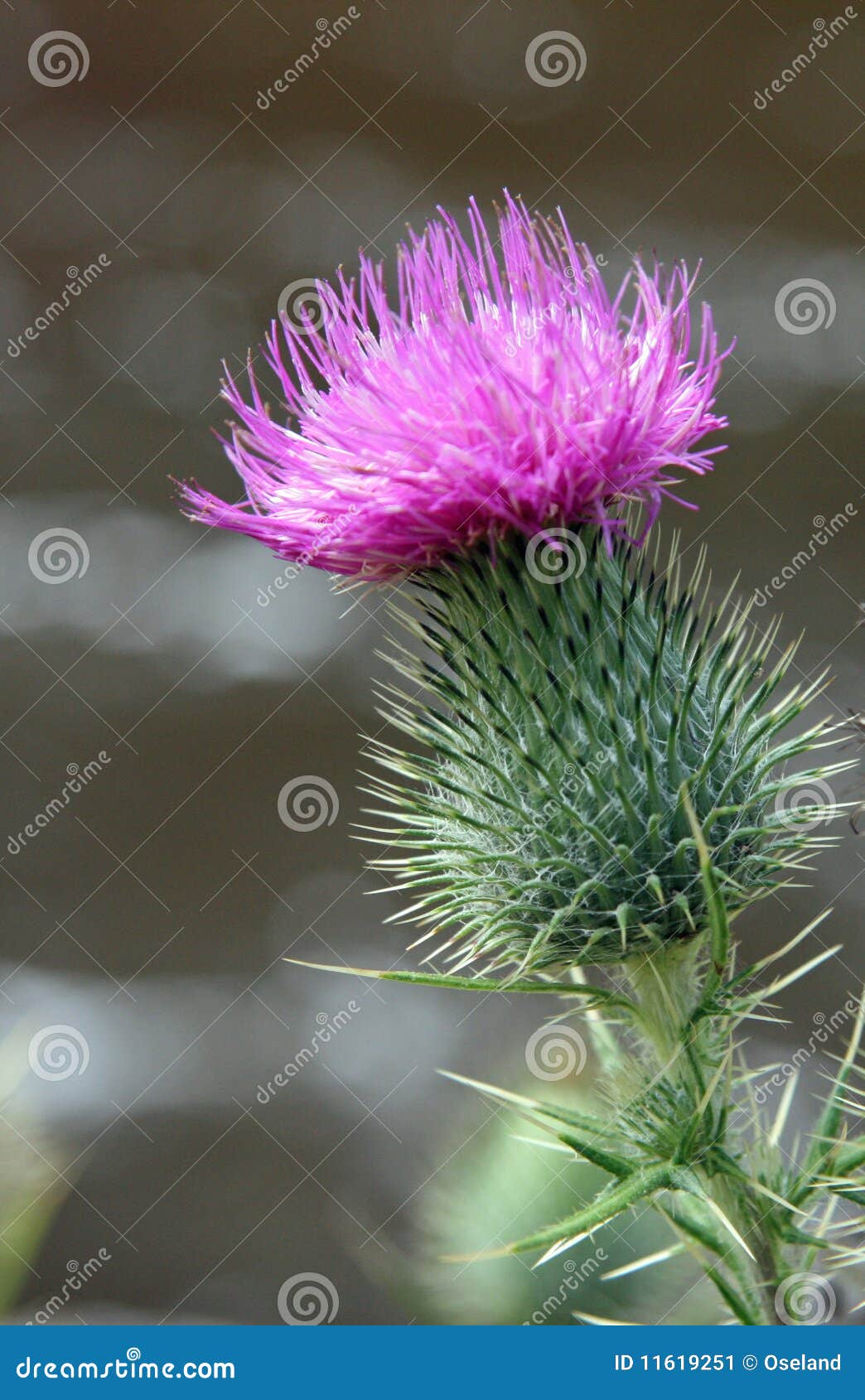 Fiore Dentellare Del Cardo Selvatico Immagine Stock - Immagine di ...