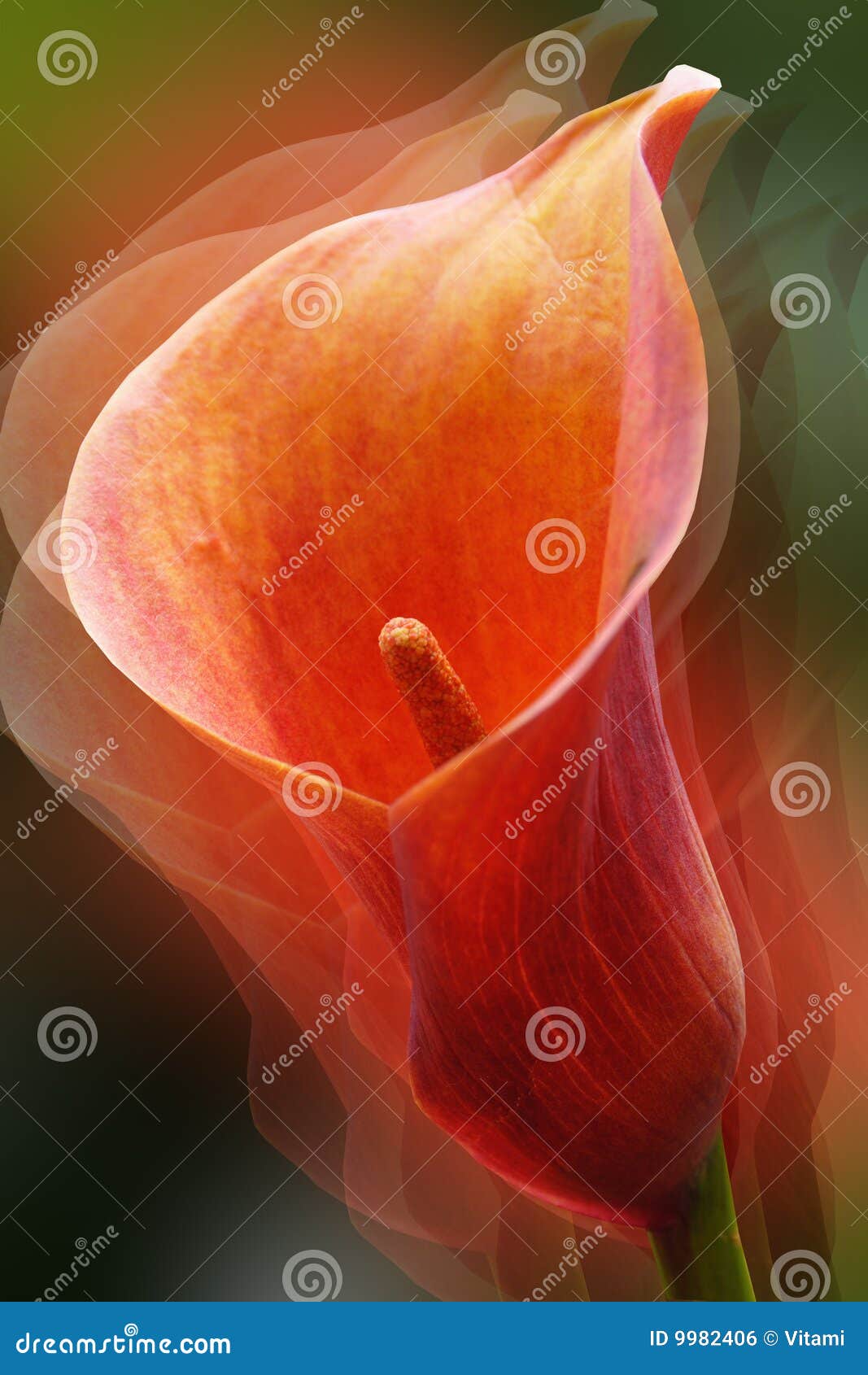 Fiore designato del calla fotografia stock. Immagine di bello - 9982406