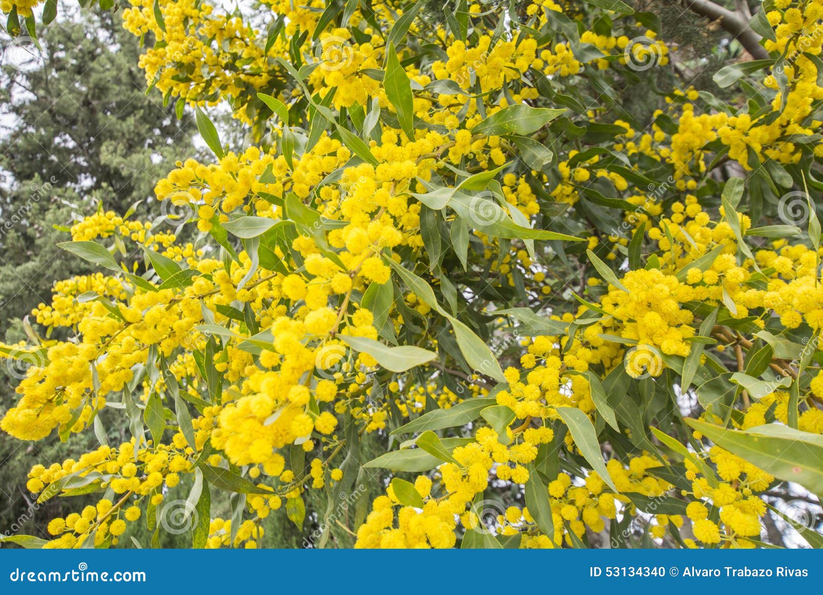 Fiore Di Acacia Dealbata (acacia D'argento, Acacia Blu O Mimosa ... Fiore Di Acacia Dealbata (acacia D'argento, Acacia Blu O Mimosa ...