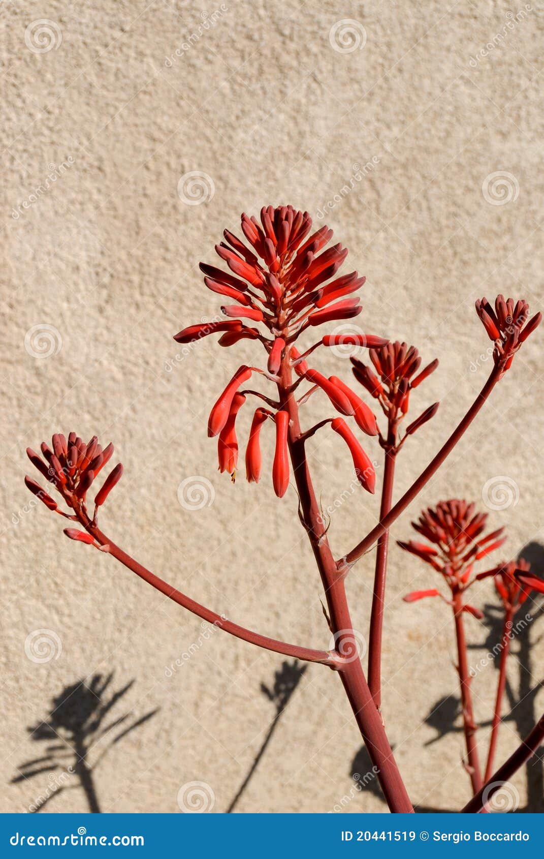 Fiore di aloe immagine stock. Immagine di vegetazione - 20441519