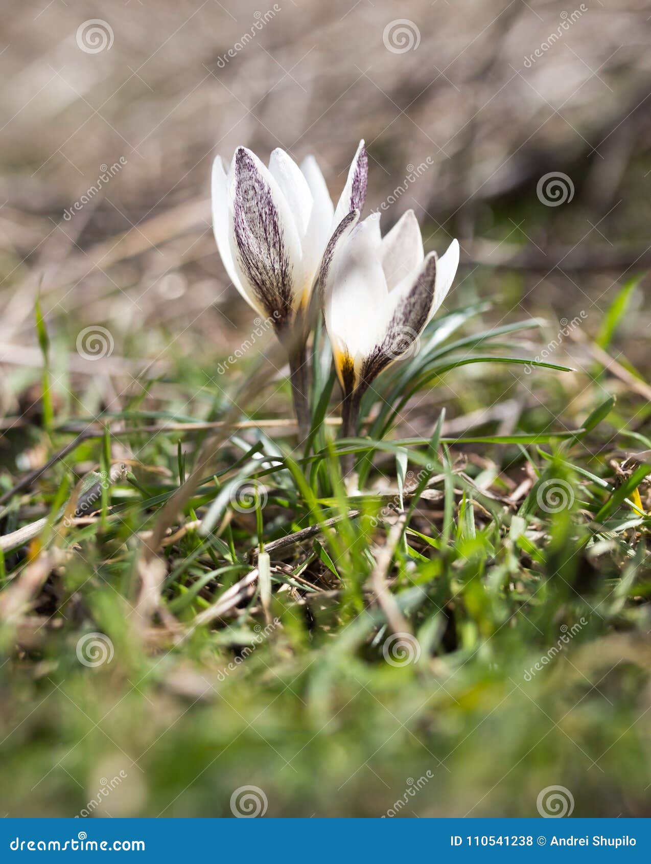 Fiore Di Bucaneve in Natura Fotografia Stock - Immagine di petalo ...