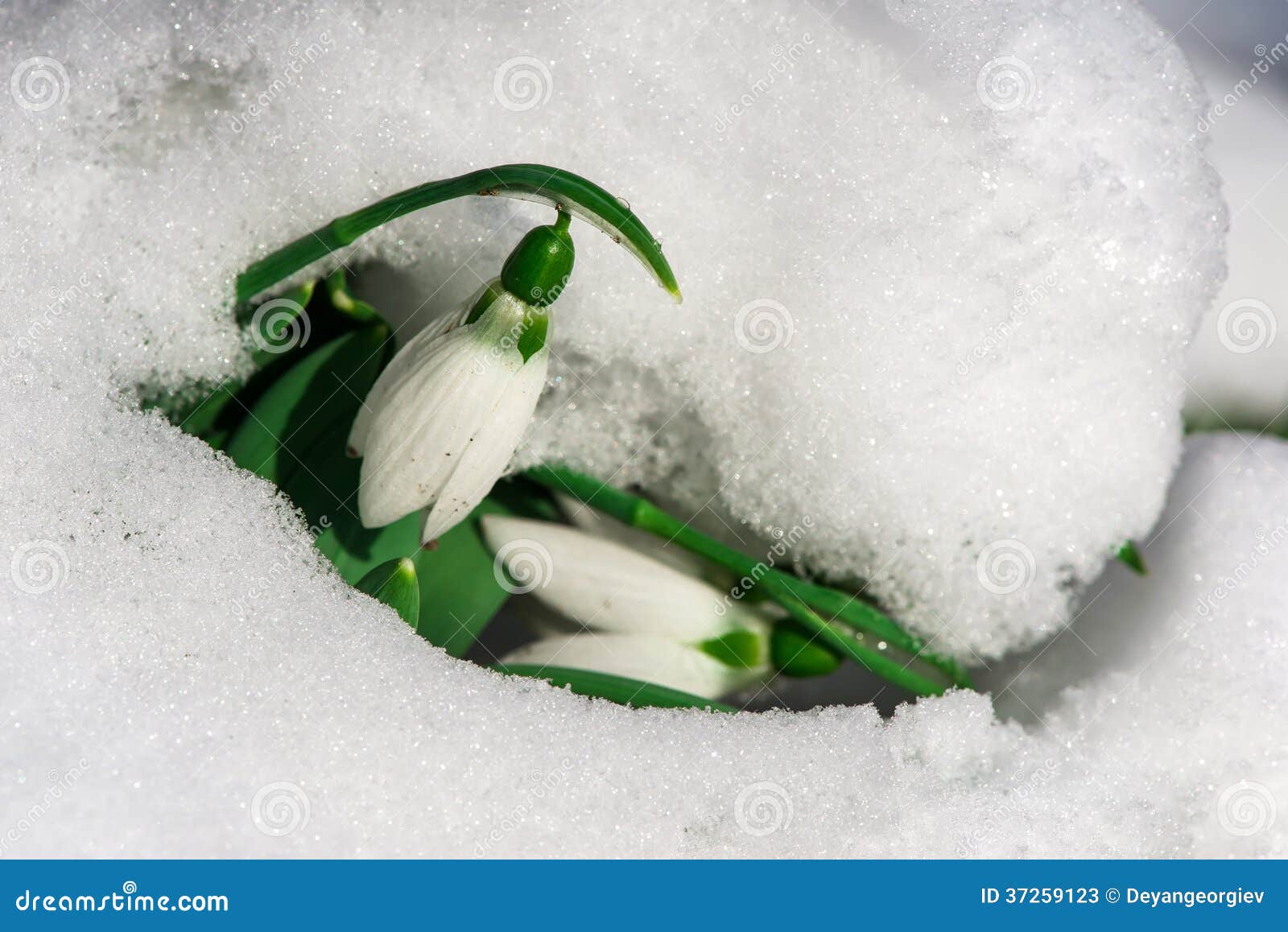 Fiore Di Bucaneve in Una Neve Immagine Stock - Immagine di vita, pianta ...