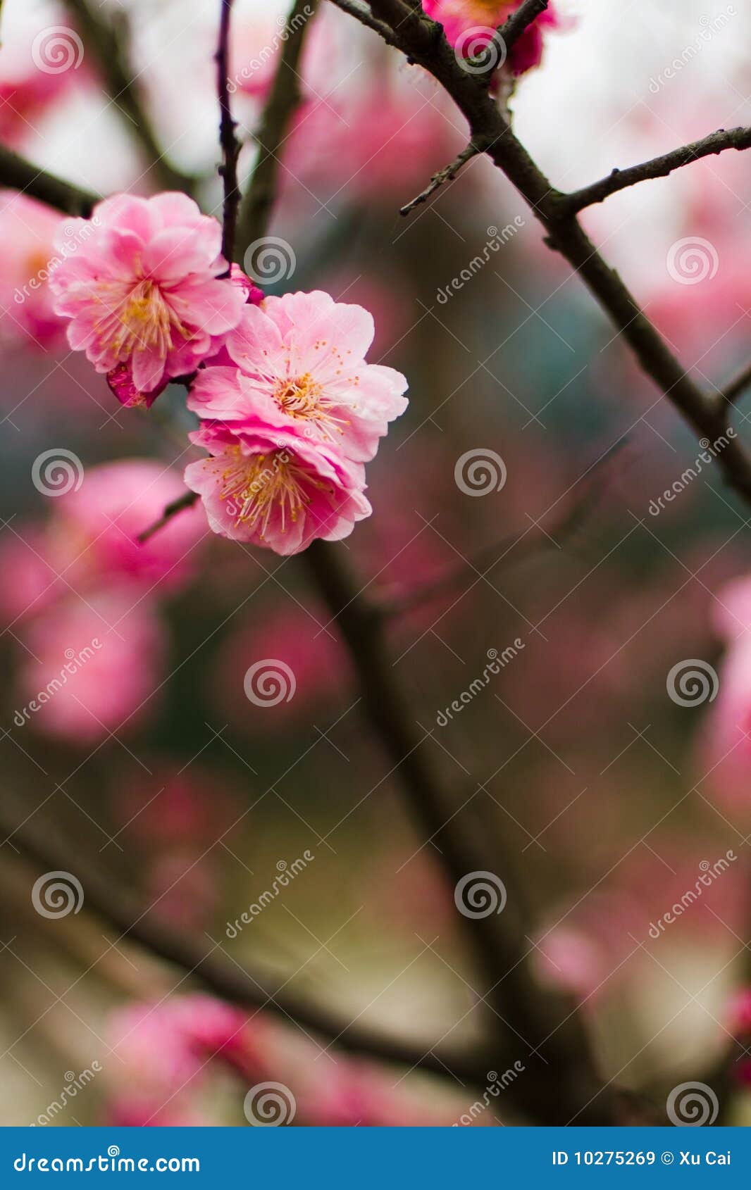 Fiore di buon umore immagine stock. Immagine di grande - 10275269