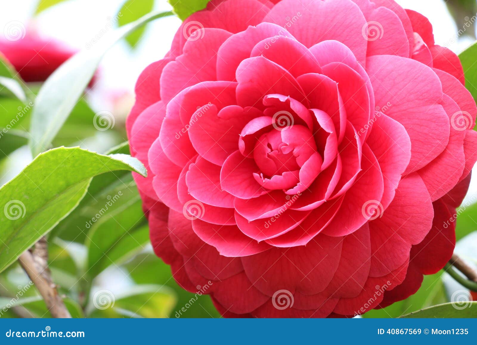 Fiore di Camelia immagine stock. Immagine di stagione - 40867569