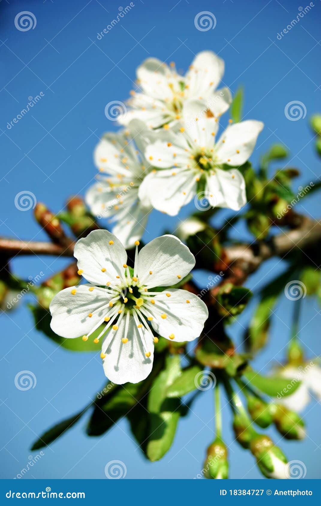 Fiore Di Ciliegia Prima Di Cielo Blu Immagine Stock - Immagine di ...