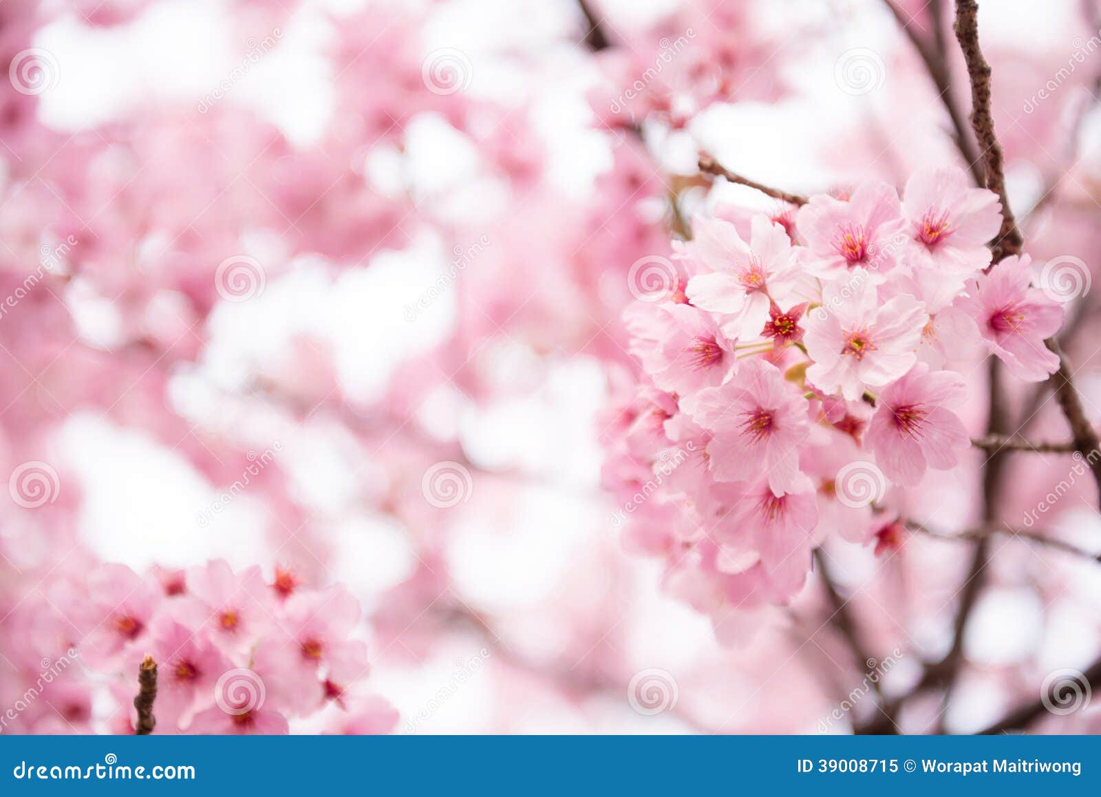 Fiore di ciliegia rosa immagine stock. Immagine di fresco - 39008715