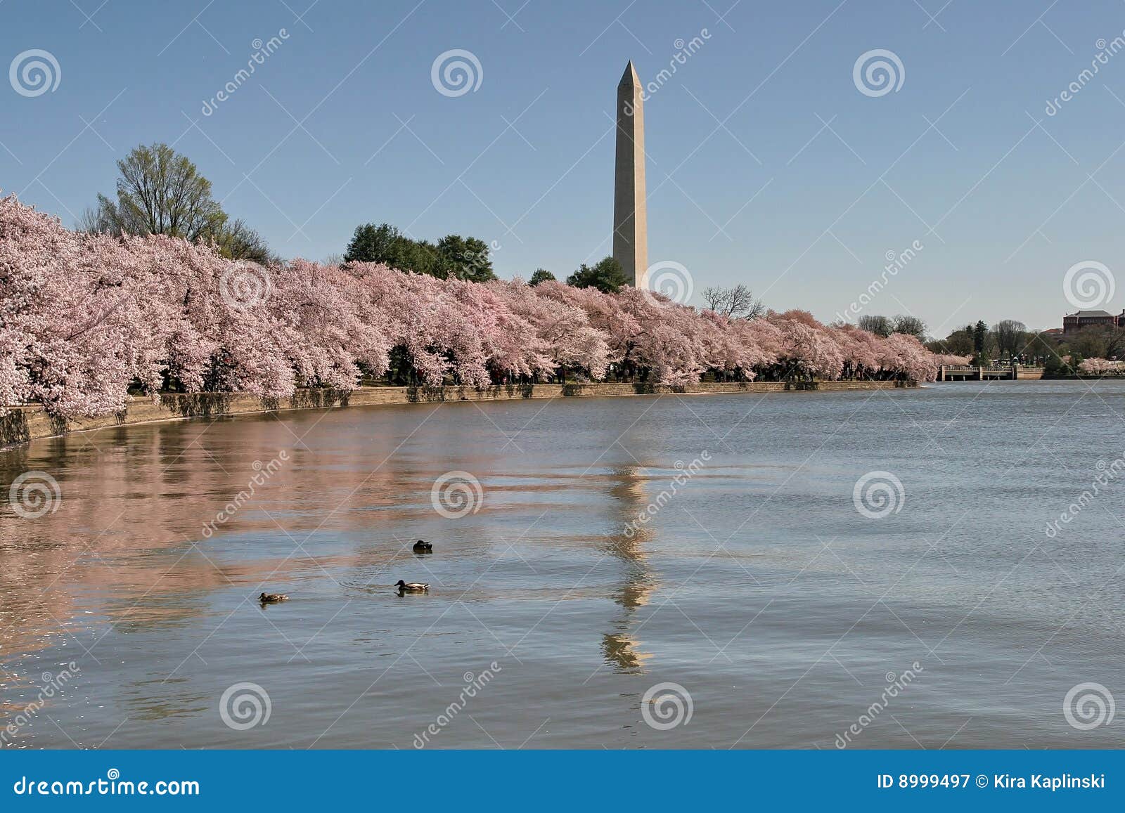 Fiore Di Ciliegia, Washington DC Immagine Stock - Immagine di fiore ...