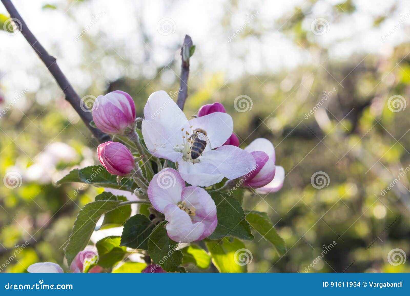 Fiore di di melo fotografia stock. Immagine di albero - 91611954