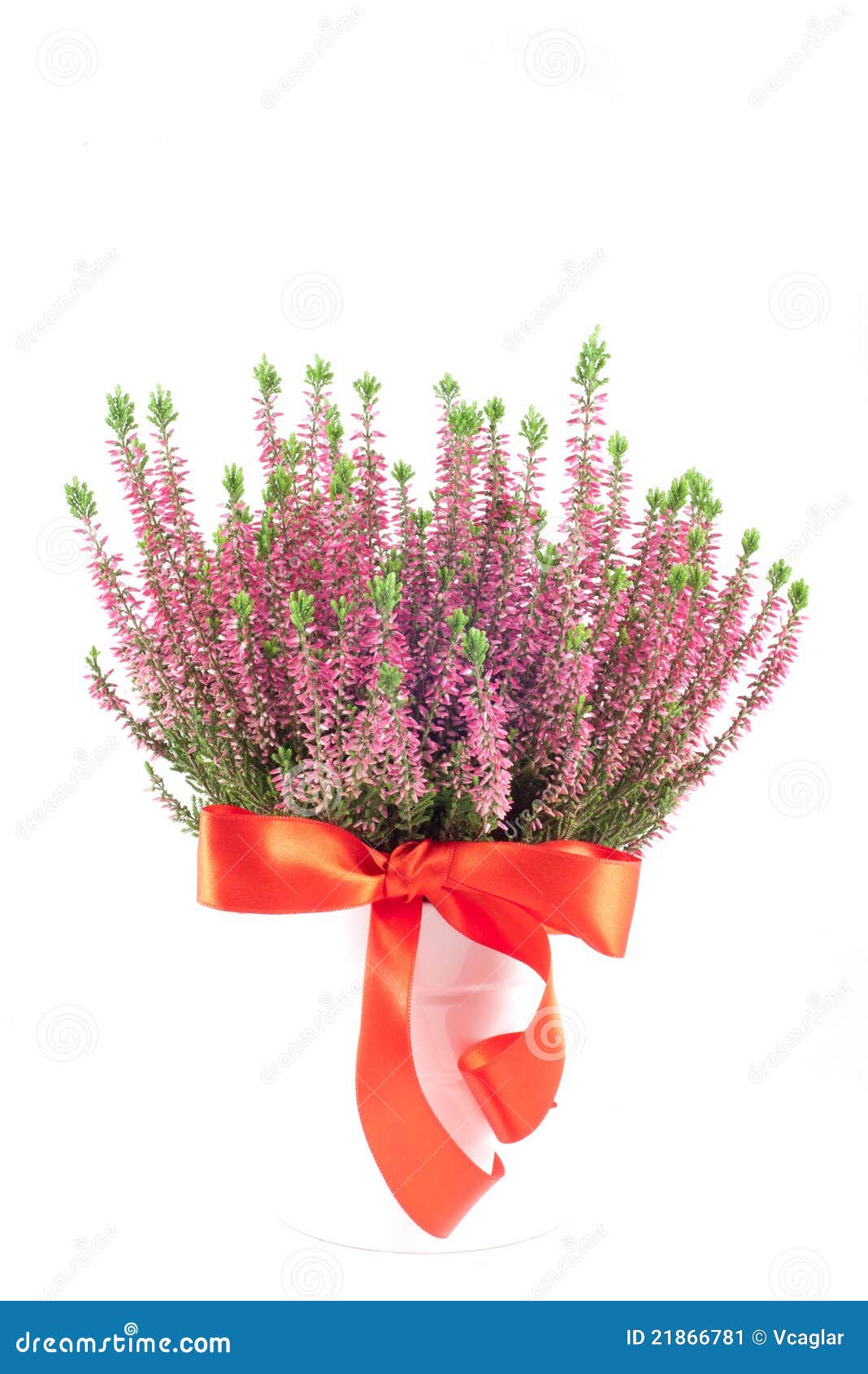 Fiore di Erica immagine stock. Immagine di pianta, sfondo - 21866781