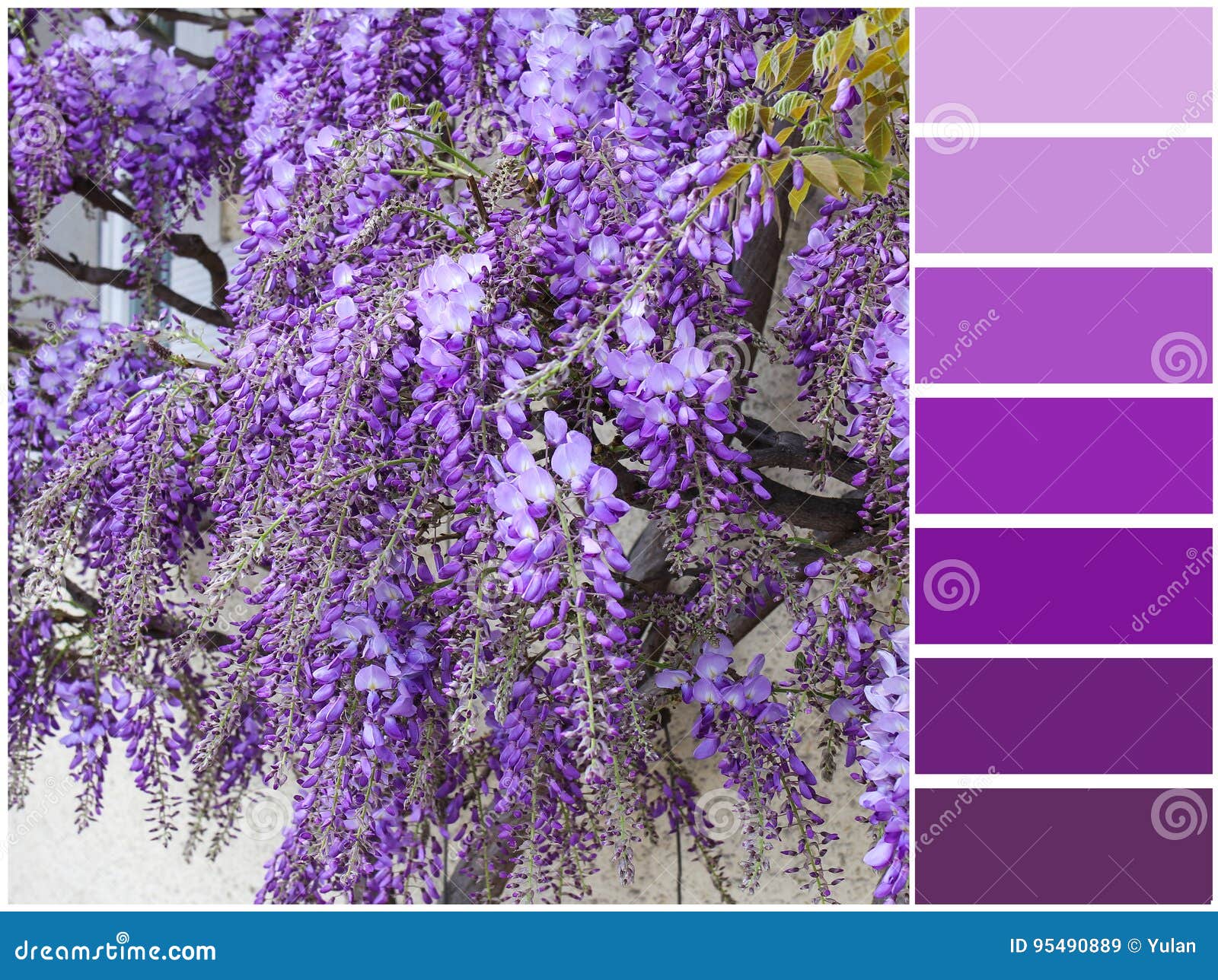 Fiore Di Glicine E Tavolozza Di Colore Immagine Stock - Immagine di ...