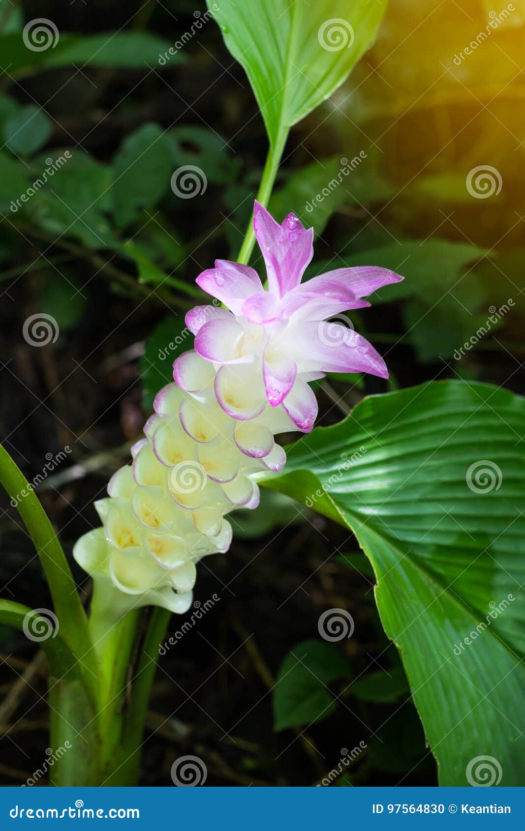Fiore Di Krachai, Curcuma Sessilis Fotografia Stock - Immagine di luce ...