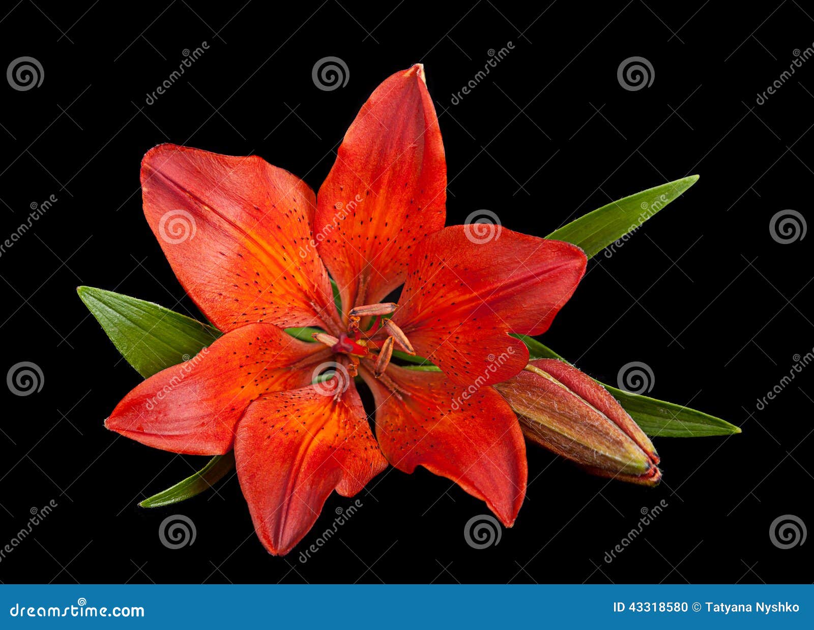 Fiore di Lilly sul nero fotografia stock. Immagine di pianta - 43318580