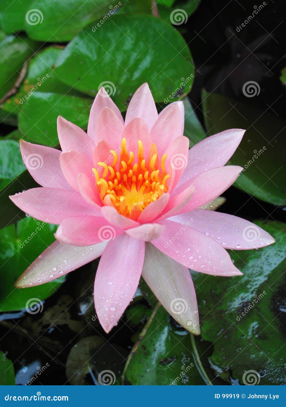 Fiore di loto immagine stock. Immagine di rosa, fiore, fioritura - 99919