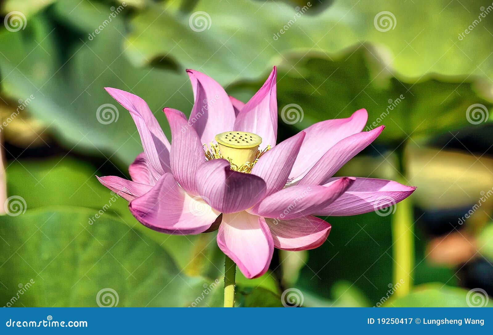 Lotus Flower Immagine. Immagine: 19250417