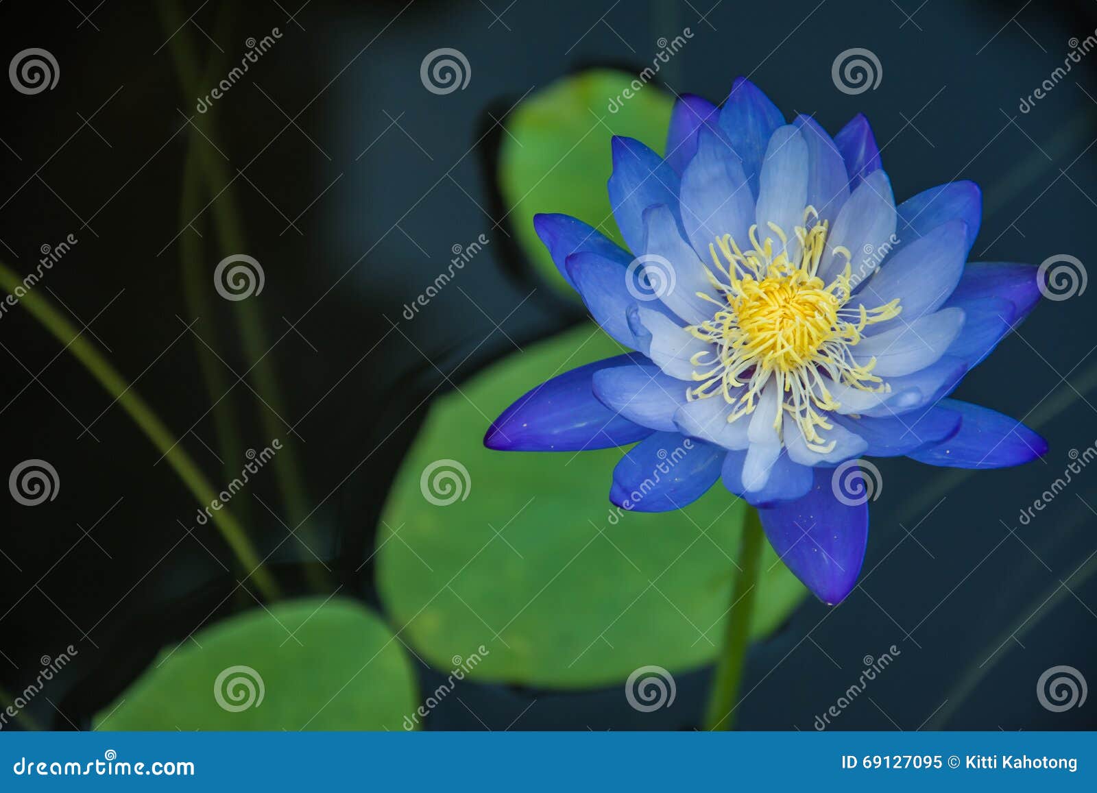 Fiore Di Lotus, Fuoco Selettivo Immagine Stock - Immagine di verde ...