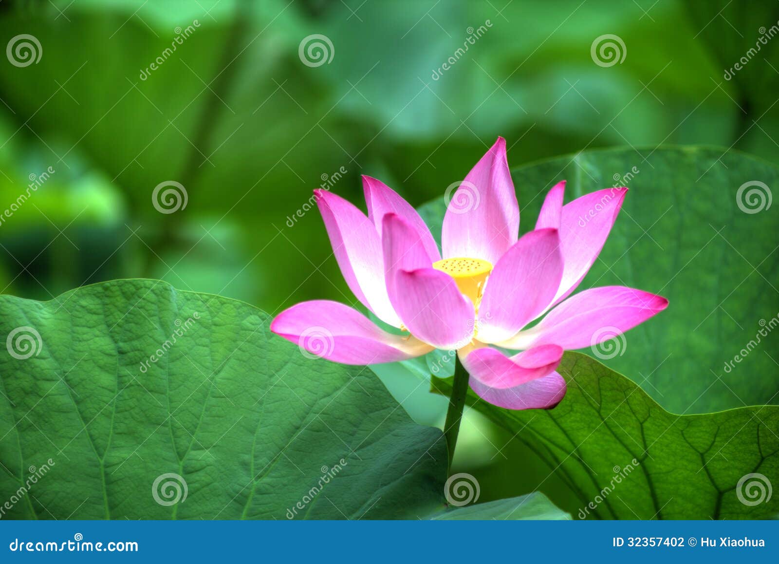 Fiore di Lotus HDR fotografia stock. Immagine di rosso - 32357402