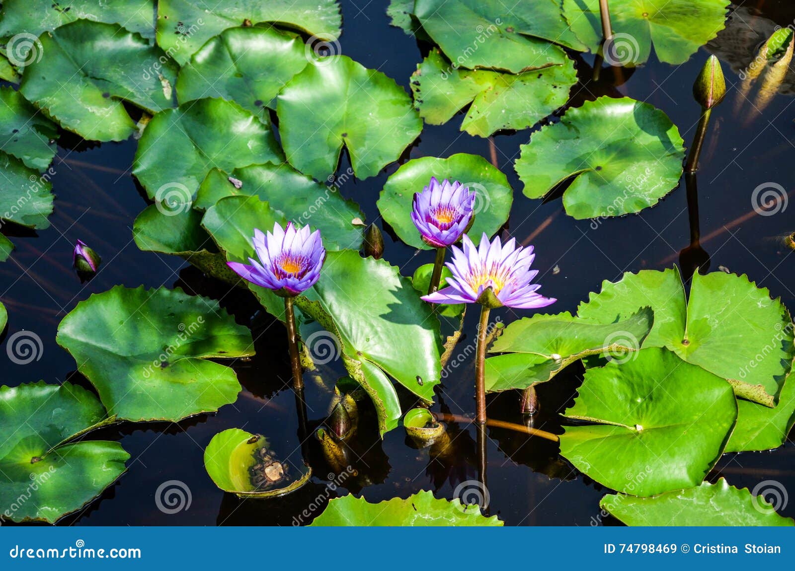 Fiore di Lotus, India immagine stock. Immagine di fiori - 74798469