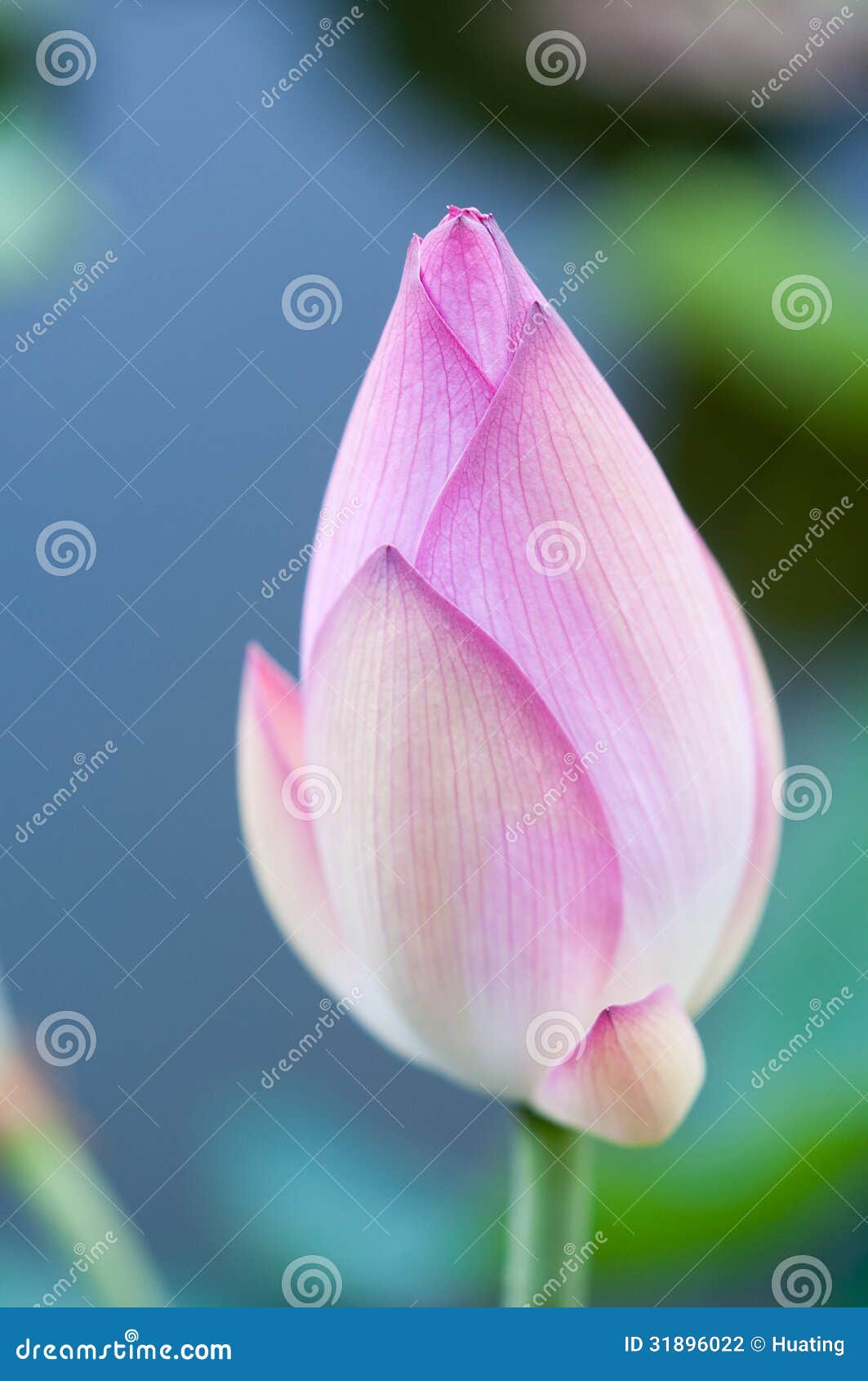 Fiore di Lotus nella macro fotografia stock. Immagine di estate - 31896022