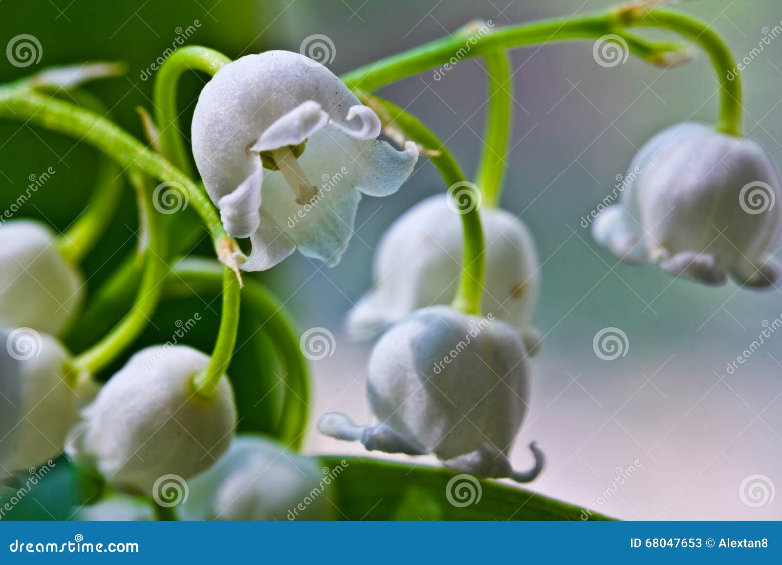 Fiore Di Macro Del Mughetto Immagine Stock - Immagine di parte, testa ...
