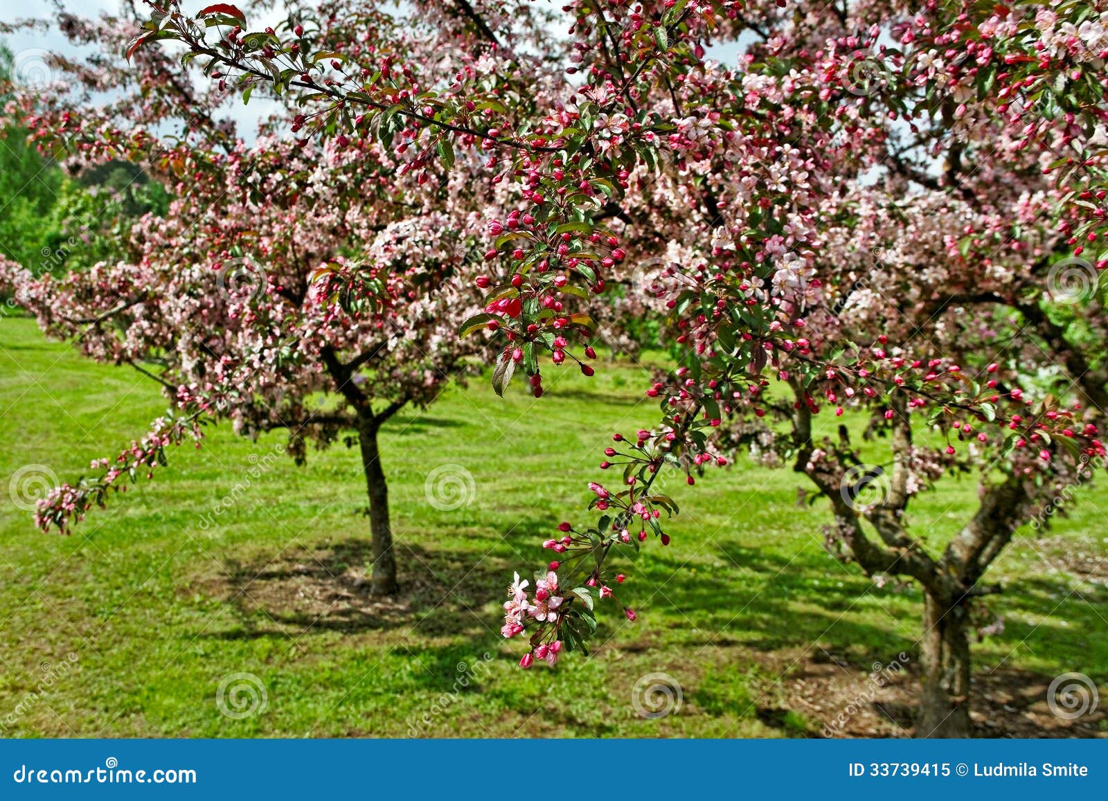 Fiore di melo. immagine stock. Immagine di fiore, luminoso - 33739415