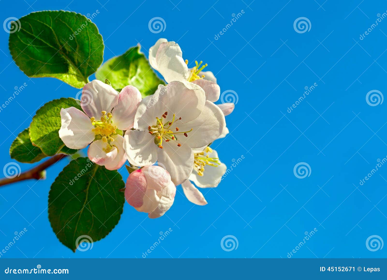 Fiore di melo immagine stock. Immagine di verde, nave - 45152671