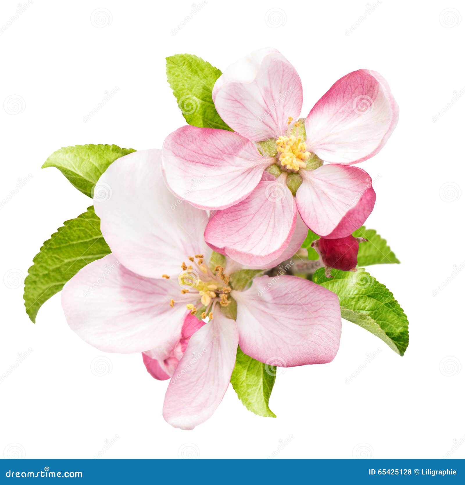 Fiore Di Melo Con Le Foglie Verdi Isolate Fotografia Stock - Immagine ...