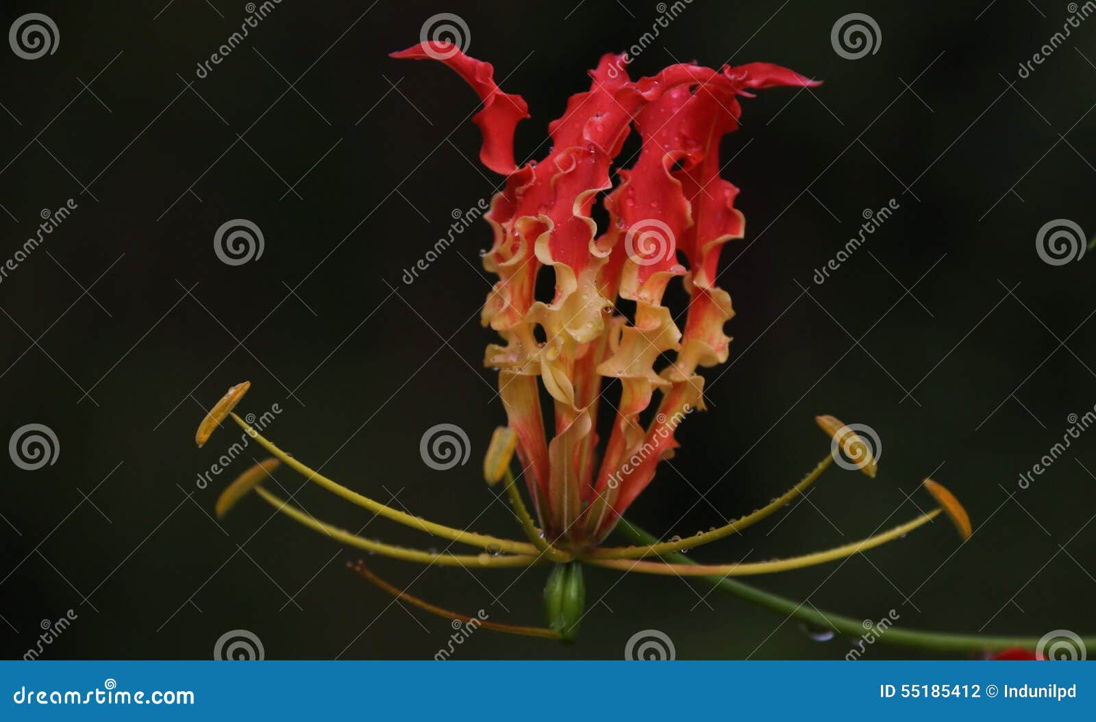 Fiore 'di Niyagala' fotografia stock. Immagine di biologia - 55185412