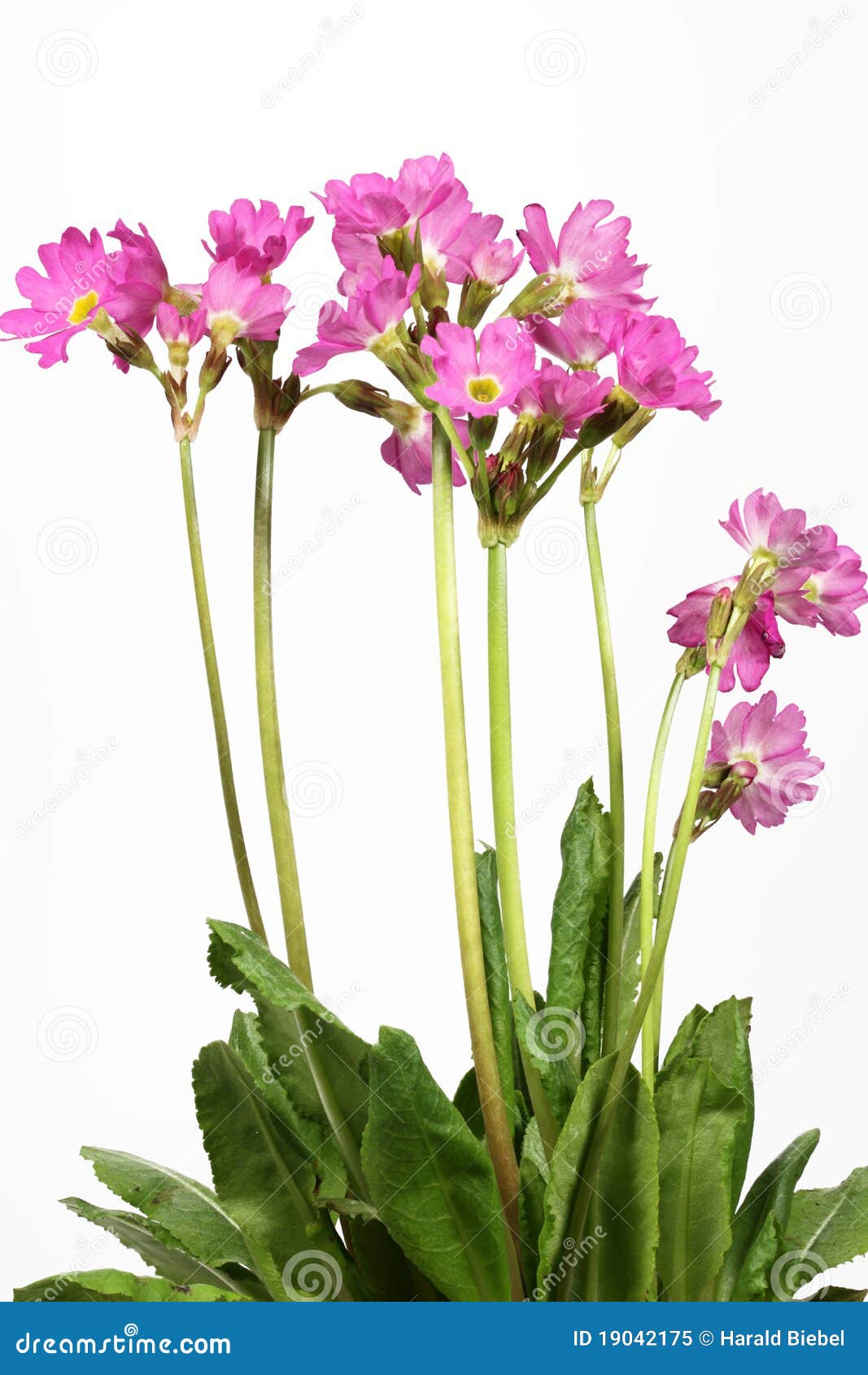 Fiore di Rosea del Primula immagine stock. Immagine di stagione - 19042175